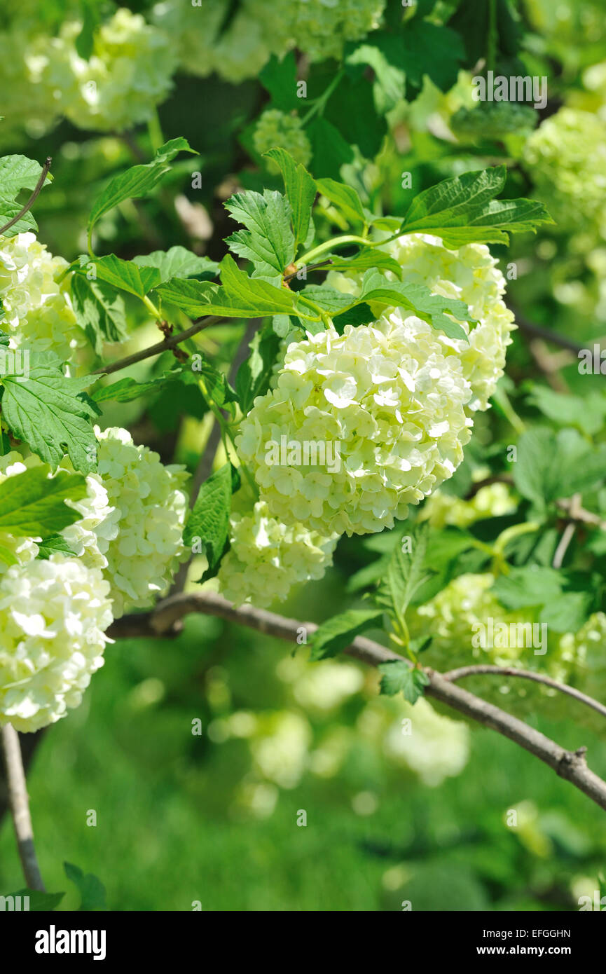 May bush buds hi-res stock photography and images - Alamy
