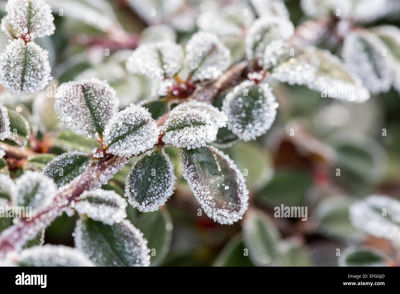 Closeup of frozen crystals on plant, winter scene Stock Photo - Alamy