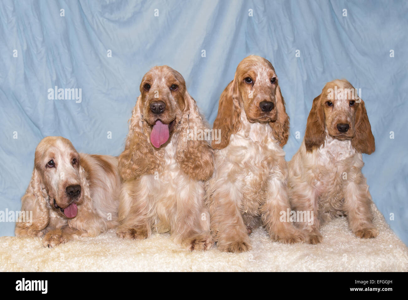 portrait of three generation of english cocker spaniel, champion ...