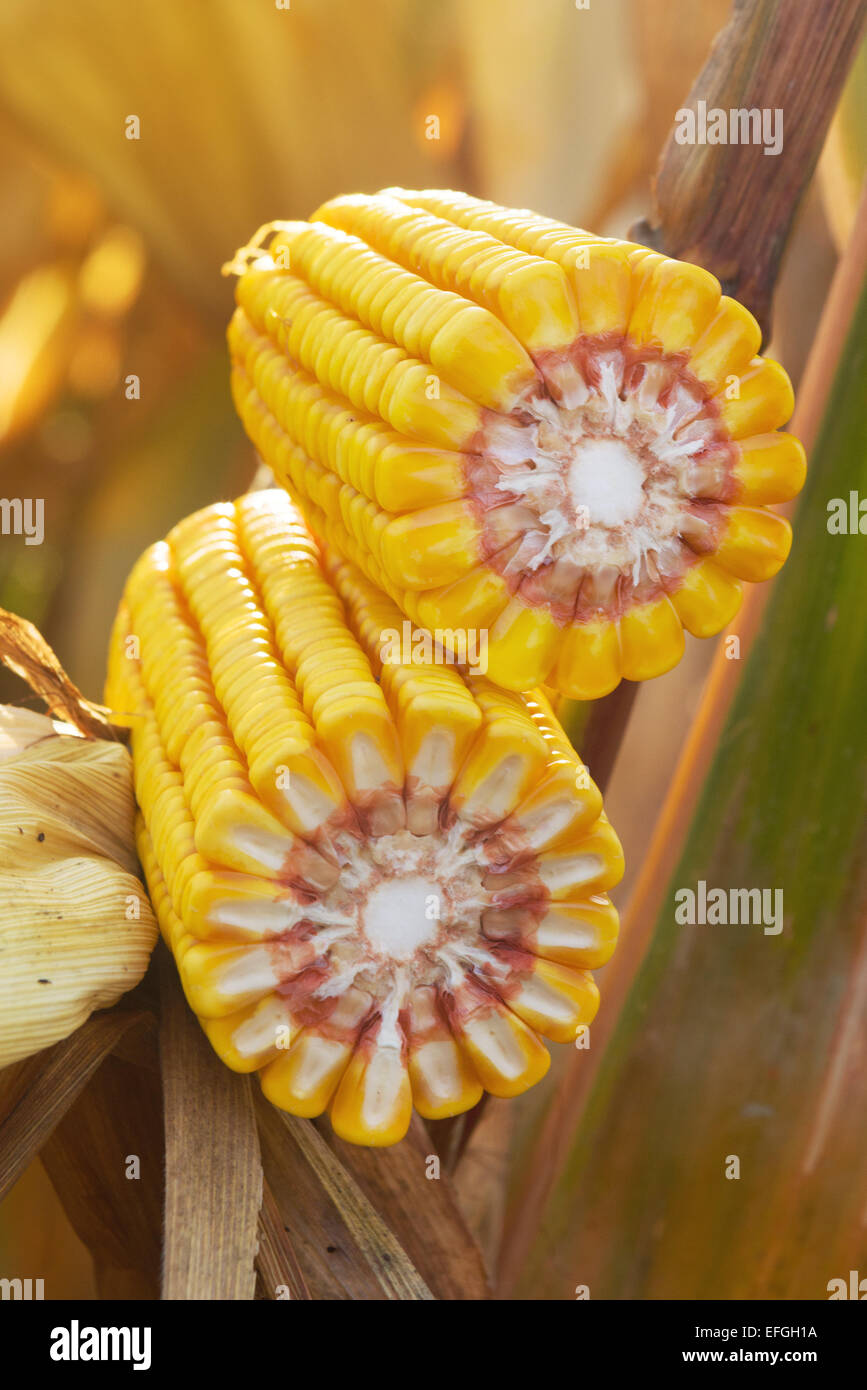 Ripe maize corn on the cob in cultivated agricultural field ready for ...