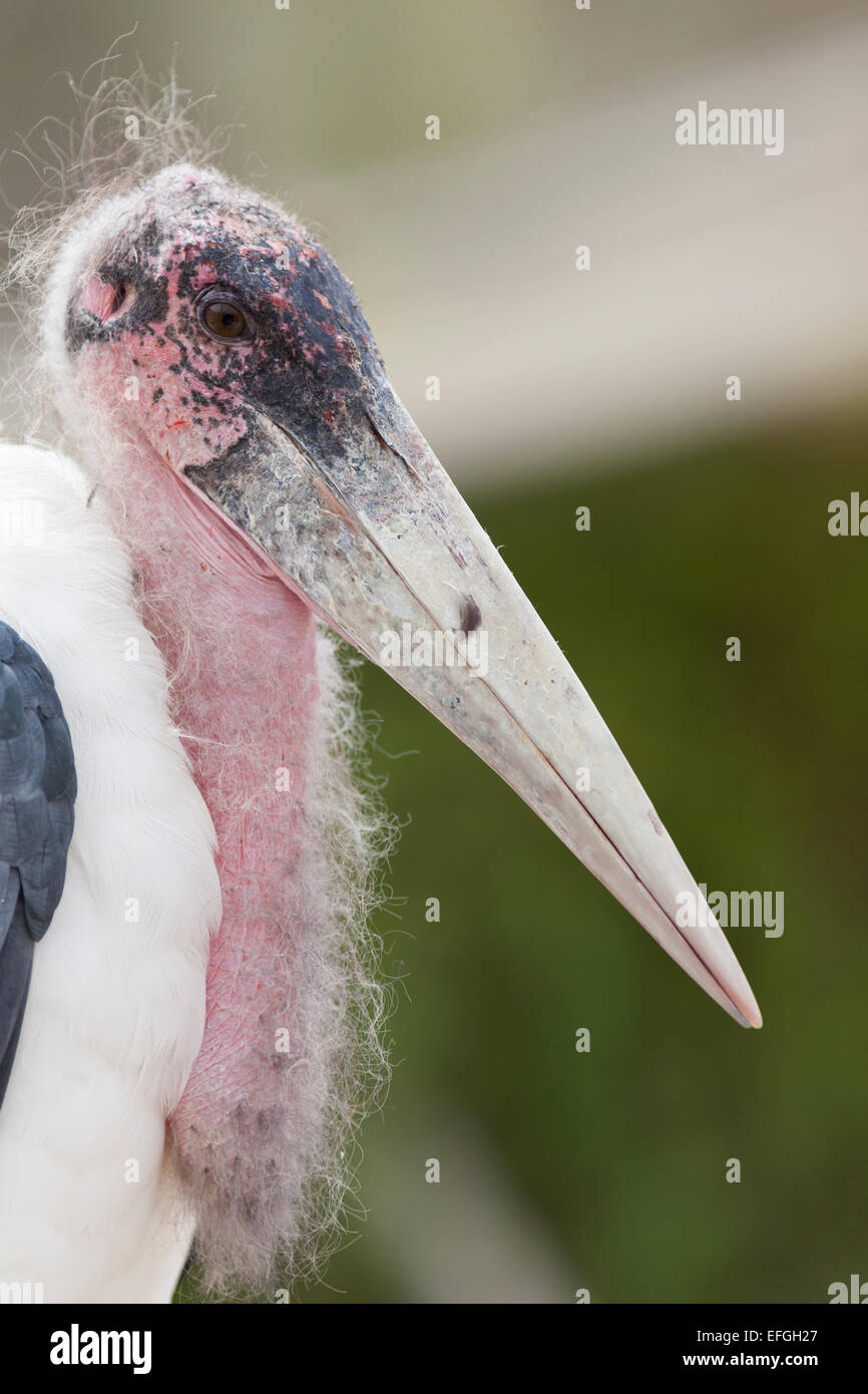 Marabou Stork Nightmares