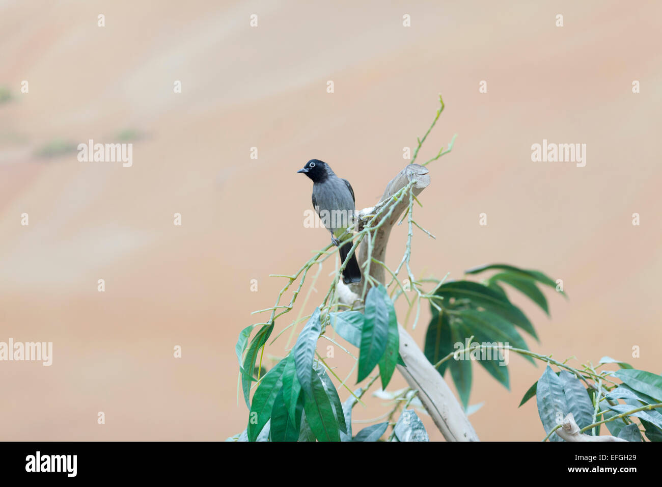Wildlife : White-spectacled bulbul also known as yellow-vented bulbul ...