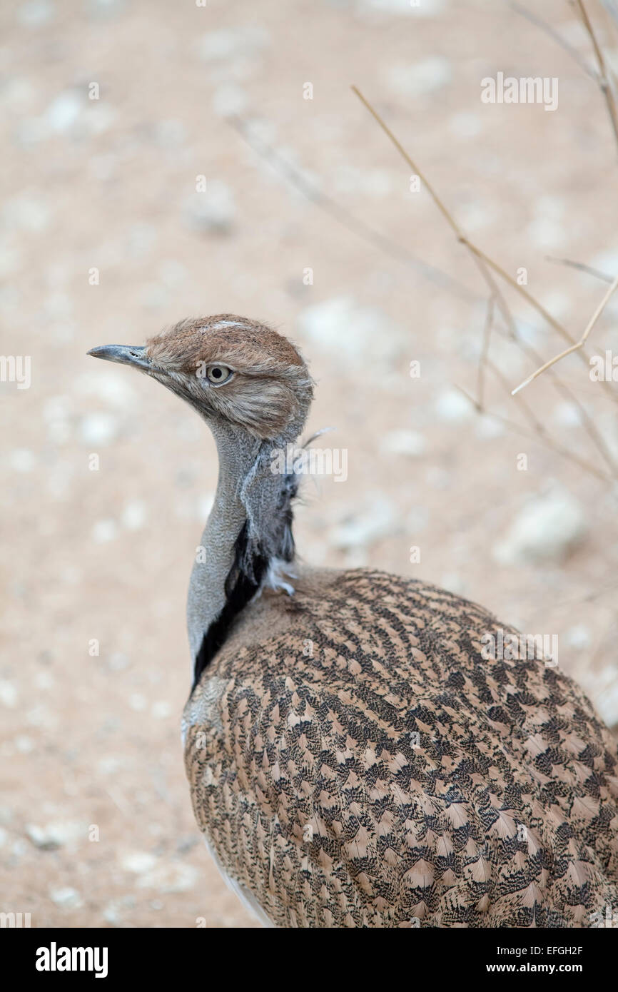 Wildlife : Houbara bustard also known as North African houbara ...