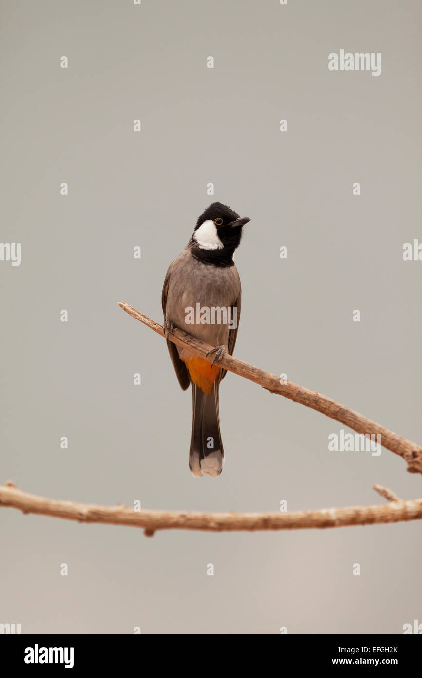 Wildlife : White-cheeked Bulbul - "Pycnonotus leucogenys Stock Photo ...