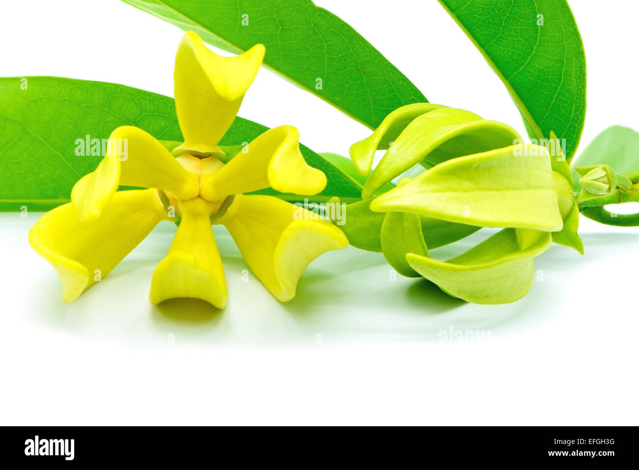 Ylang Ylang flower (Cananga odroata), isolated on a white background ...