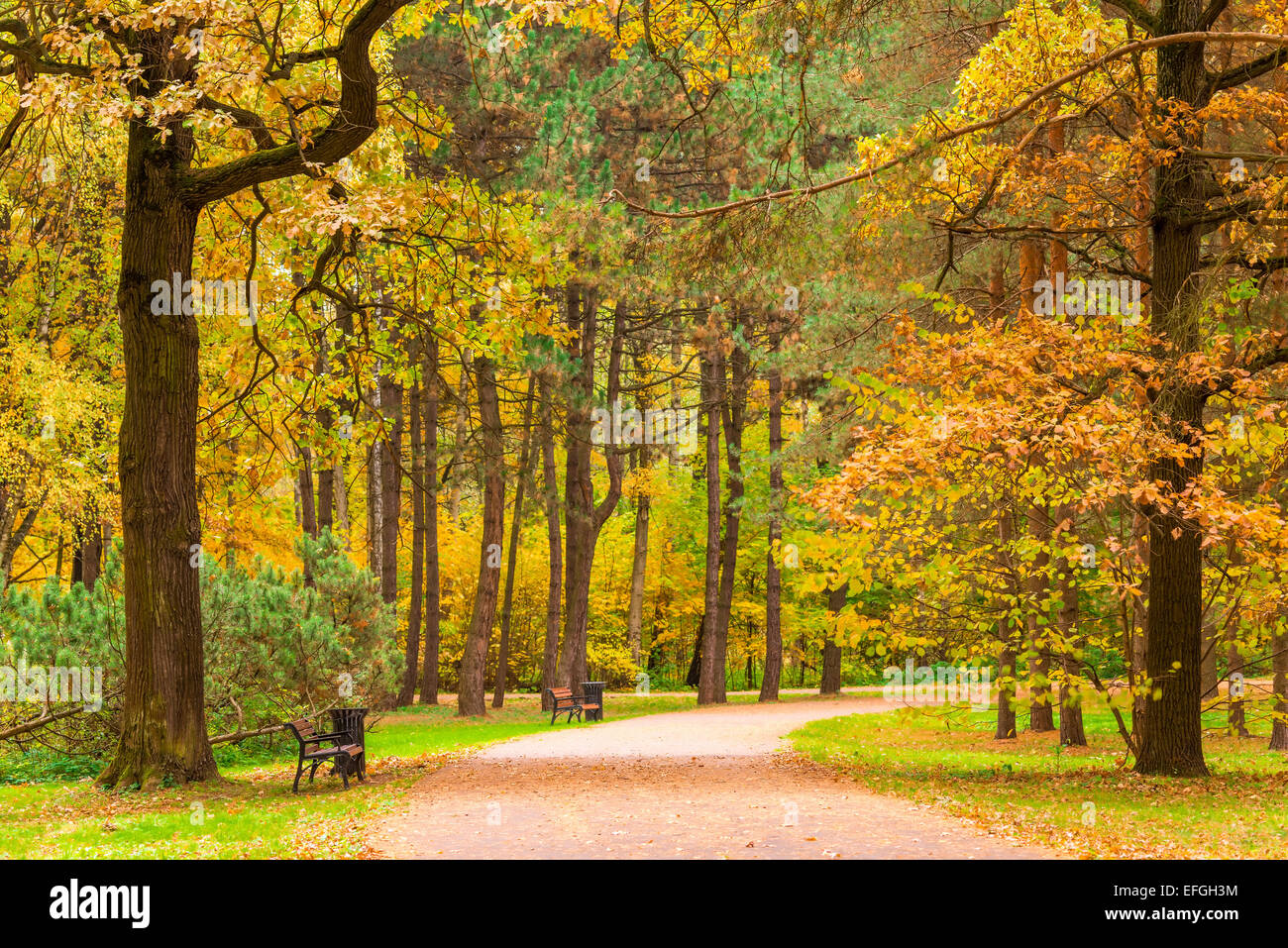 empty beautiful park with benches in the autumn Stock Photo - Alamy