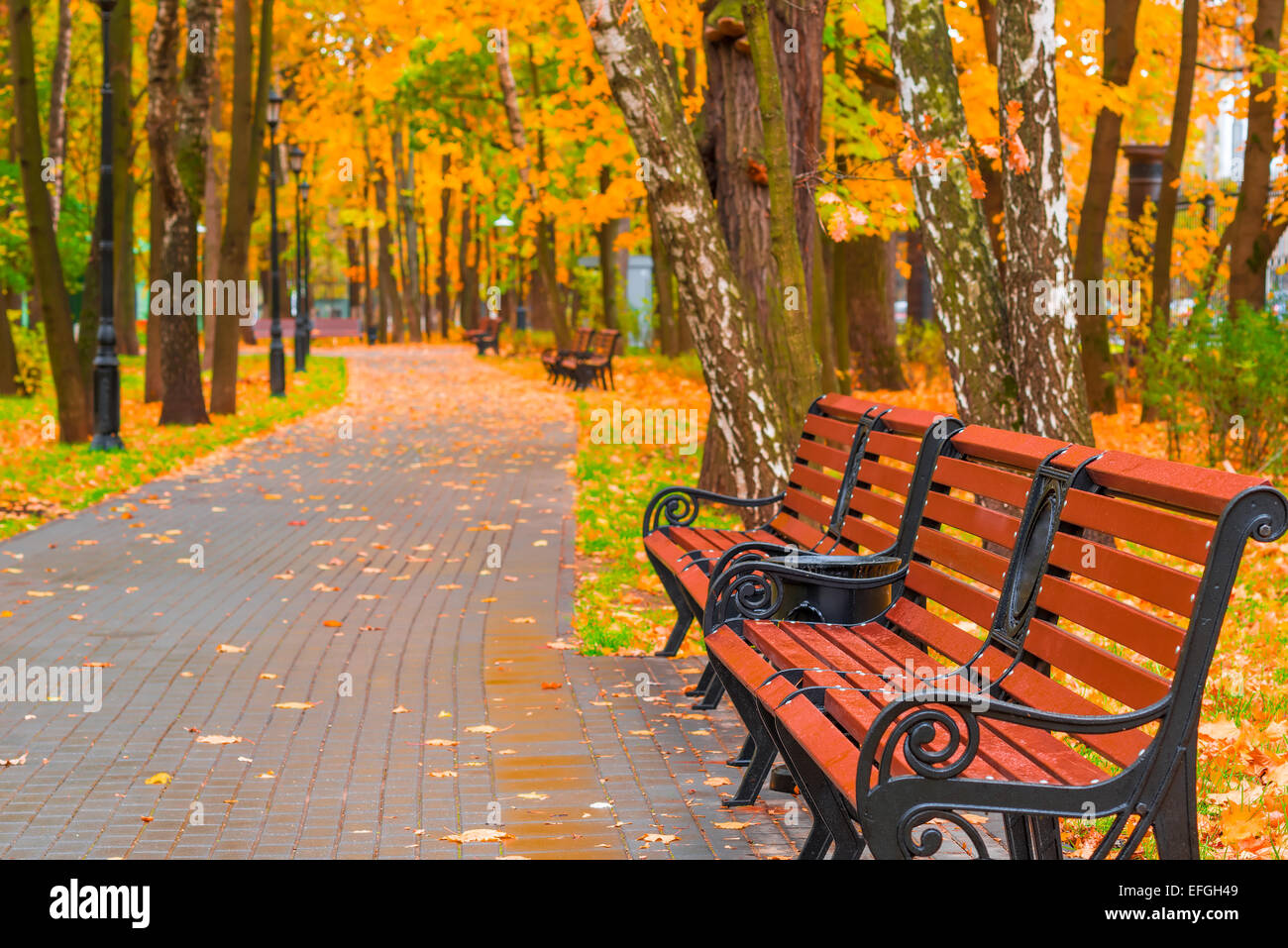 beautiful autumn park with empty benches Stock Photo - Alamy