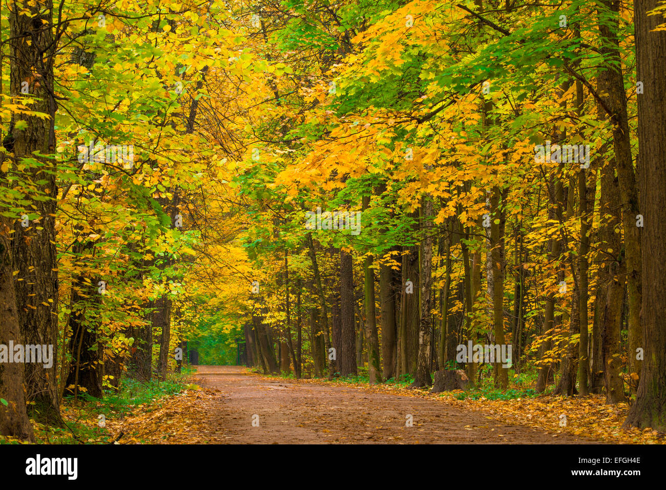 yellowing maple leaves in autumn park Stock Photo - Alamy