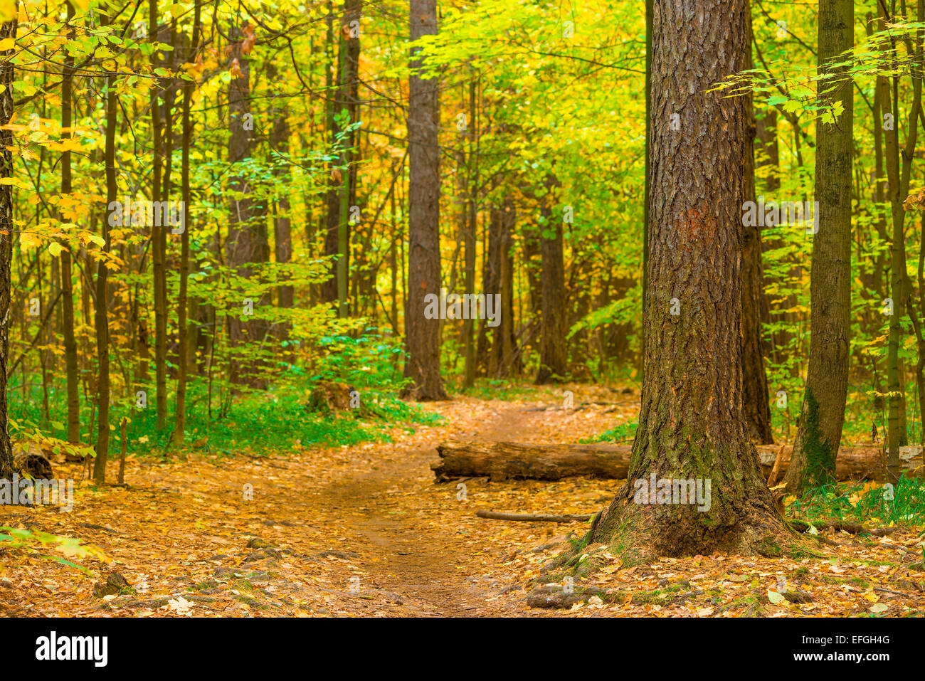 log on the path in the autumn forest Stock Photo - Alamy