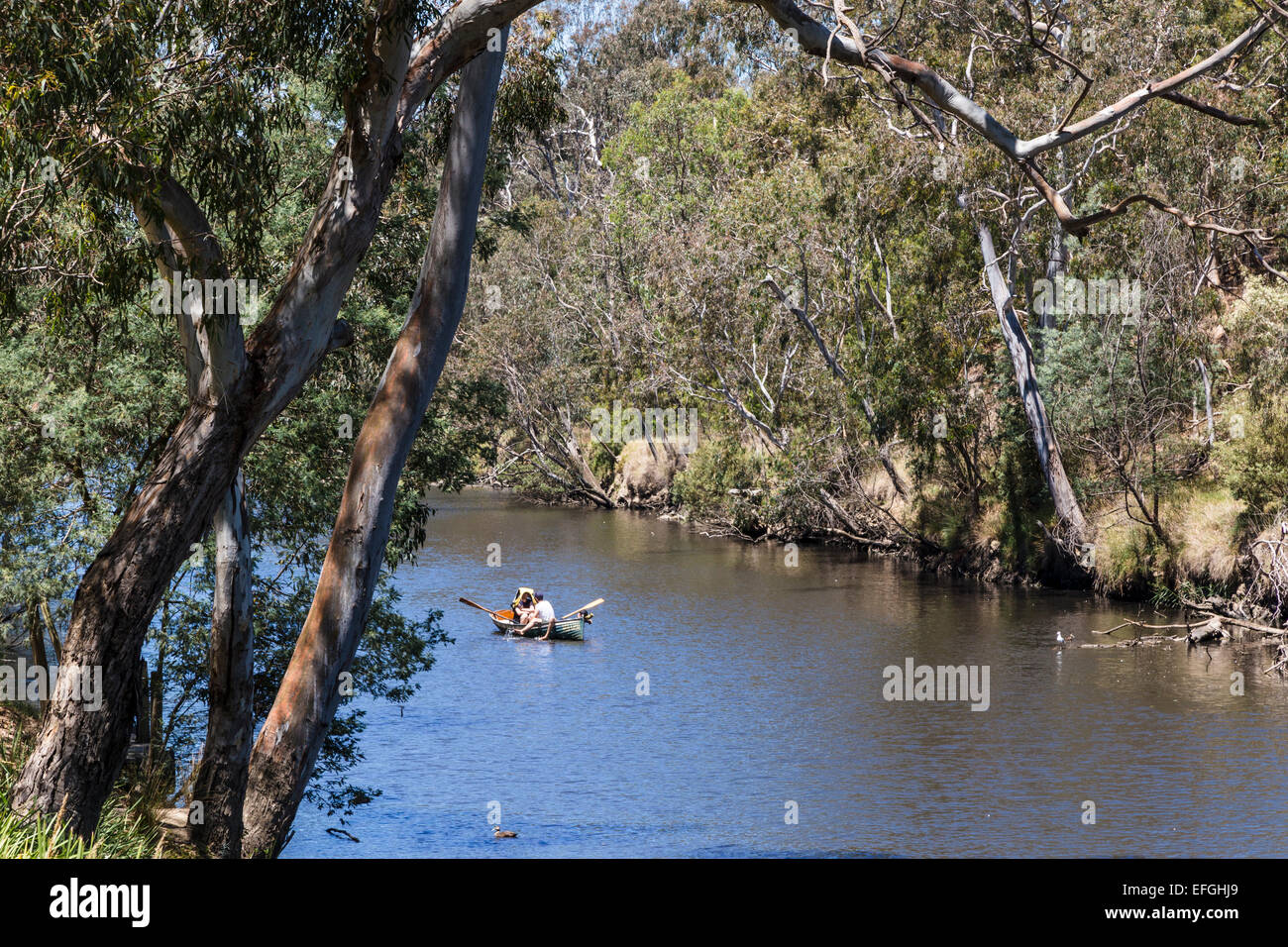 Young men rowing on Yarra River, Fairfield, Melbourne, Victoria ...