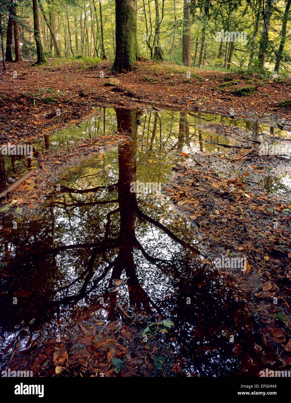Perfect mirror reflection of trees in woodland near Glencoe village in ...