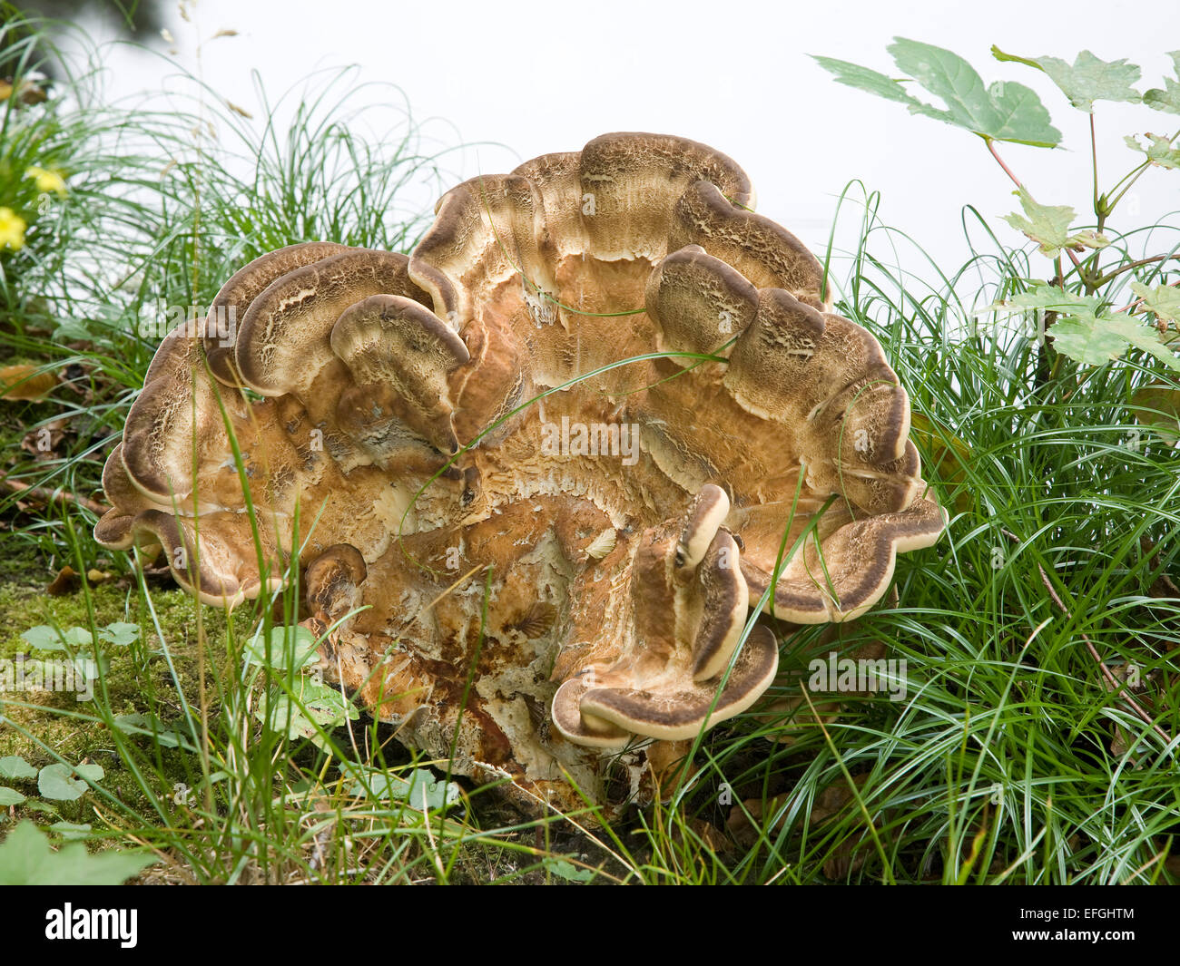 Giant Polypore or Black-staining Polypore (Meripilus giganteus Stock ...