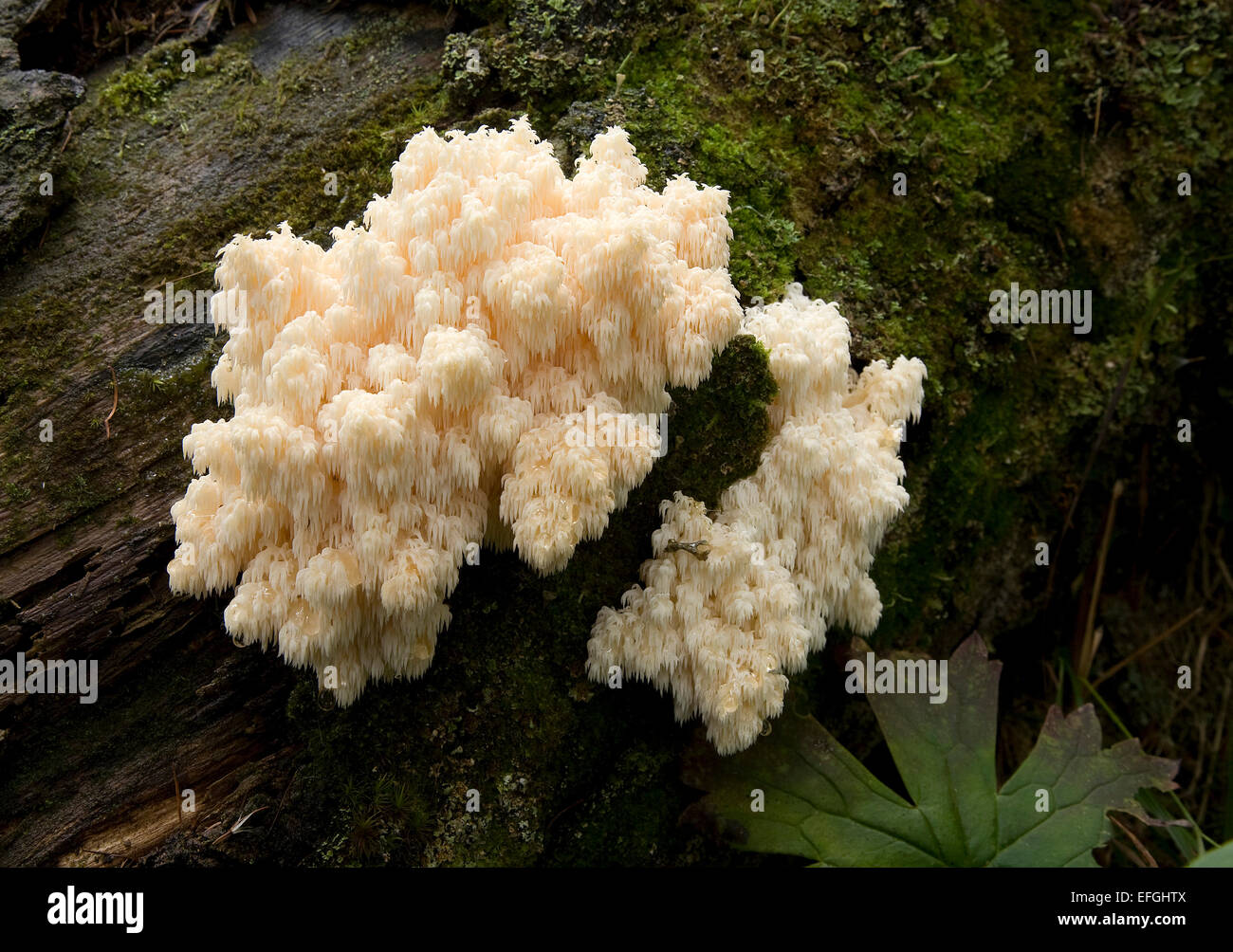 Coral Tooth (Hericium coralloides Stock Photo - Alamy