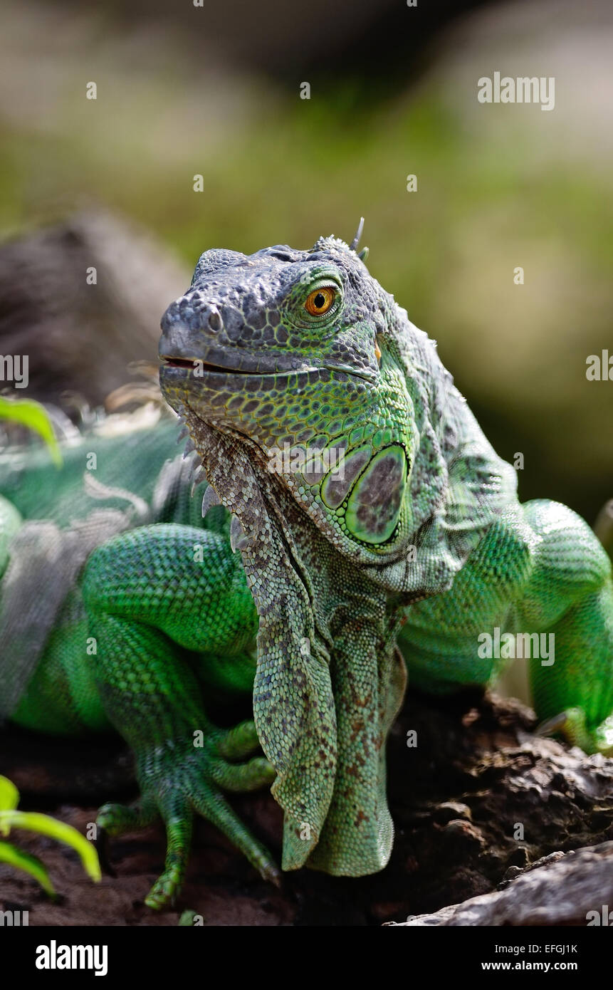 Female Green Iguana (Iguana iguana), head profile Stock Photo - Alamy