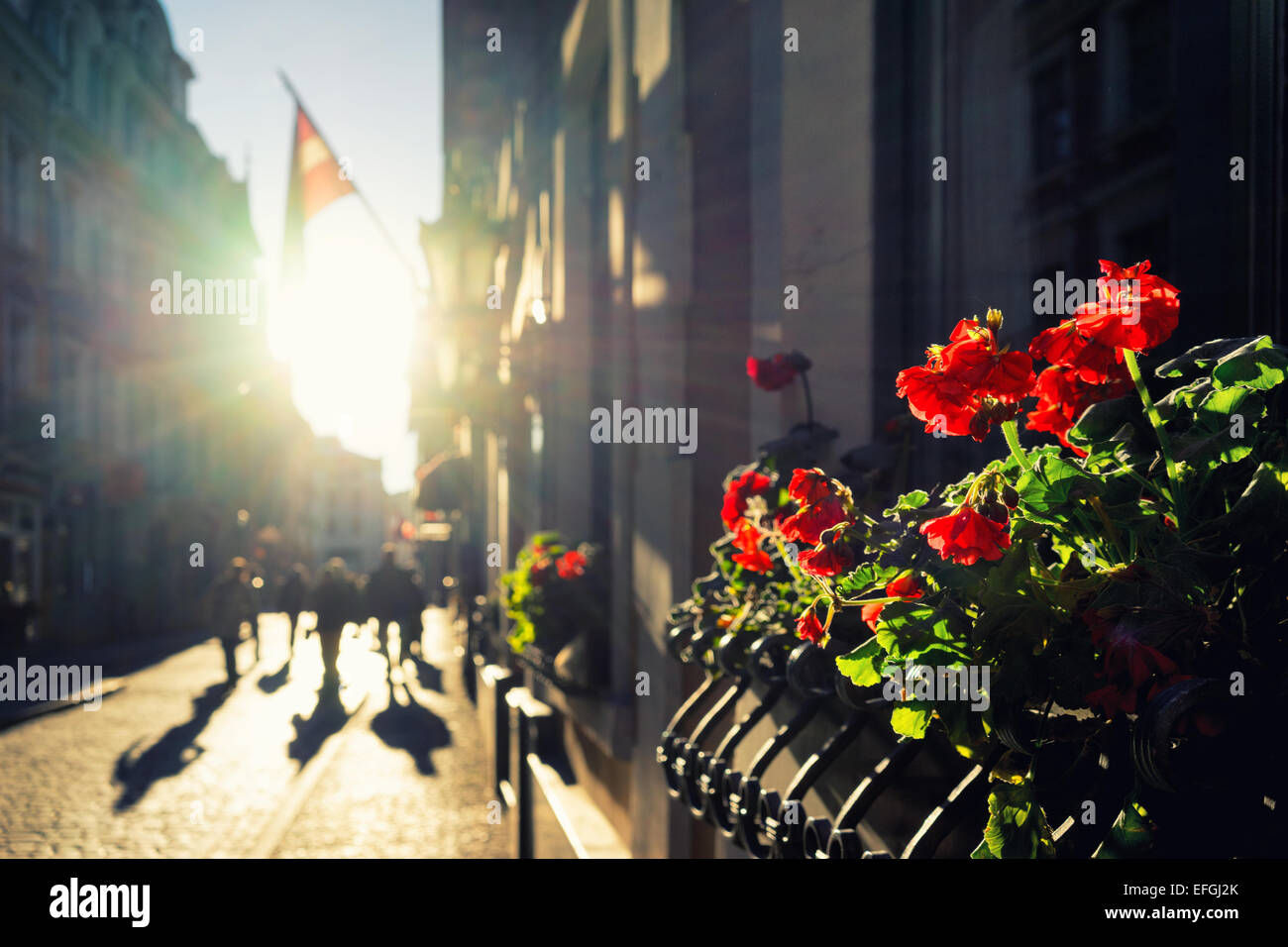 Sun, flowers and flags on the street of Old Riga. Vecriga, Riga, Latvia ...