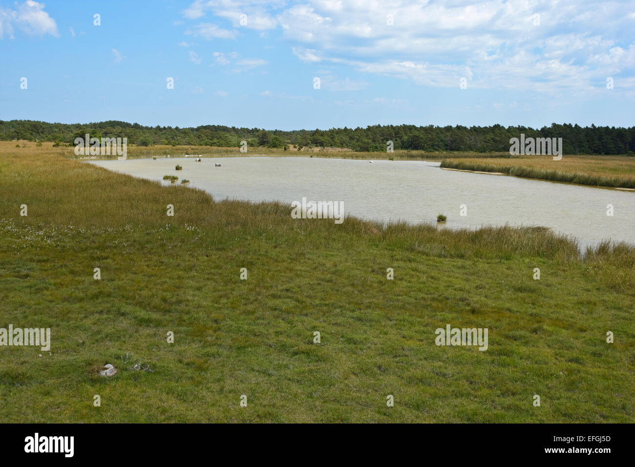 Landscape from the nature reserve Muskmyr on southern Gotland Stock ...
