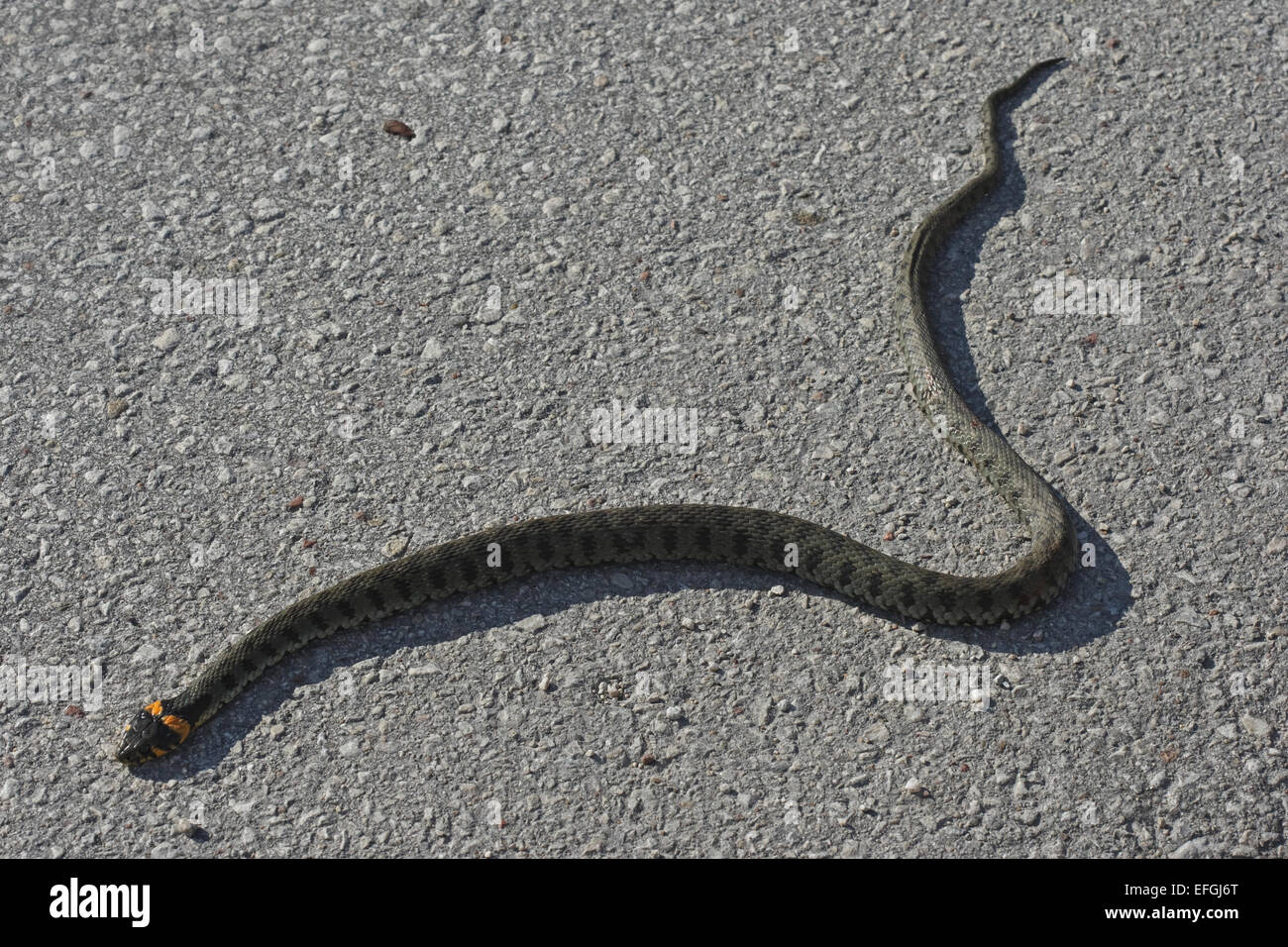 Gotlandic Grass Snake (Natrix natrix ssp. gotlandica), Fårö, Gotland ...