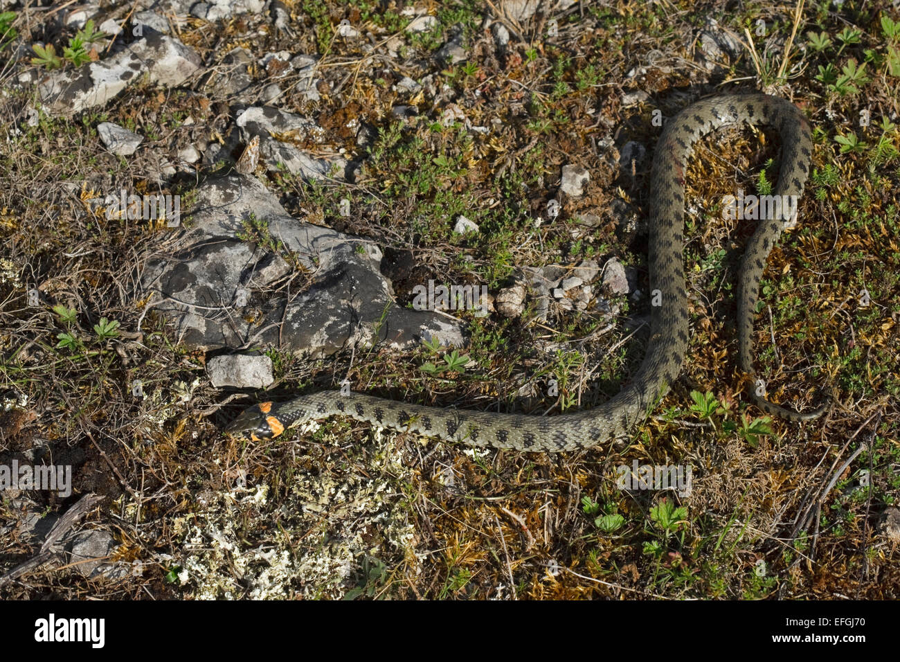 Gotlandic Grass Snake (Natrix natrix ssp. gotlandica), Fårö, Gotland ...