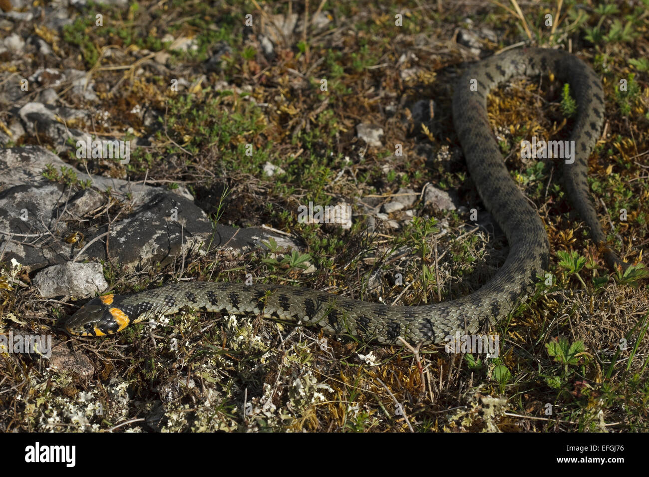 Gotlandic Grass Snake (Natrix natrix ssp. gotlandica), Fårö, Gotland ...