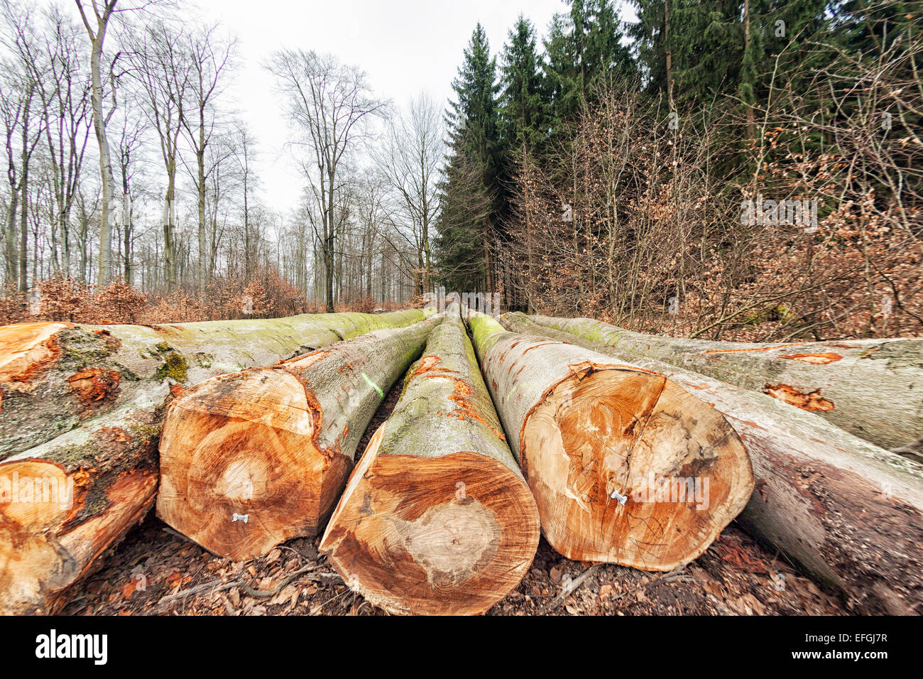 Beech Logs High Resolution Stock Photography and Images - Alamy