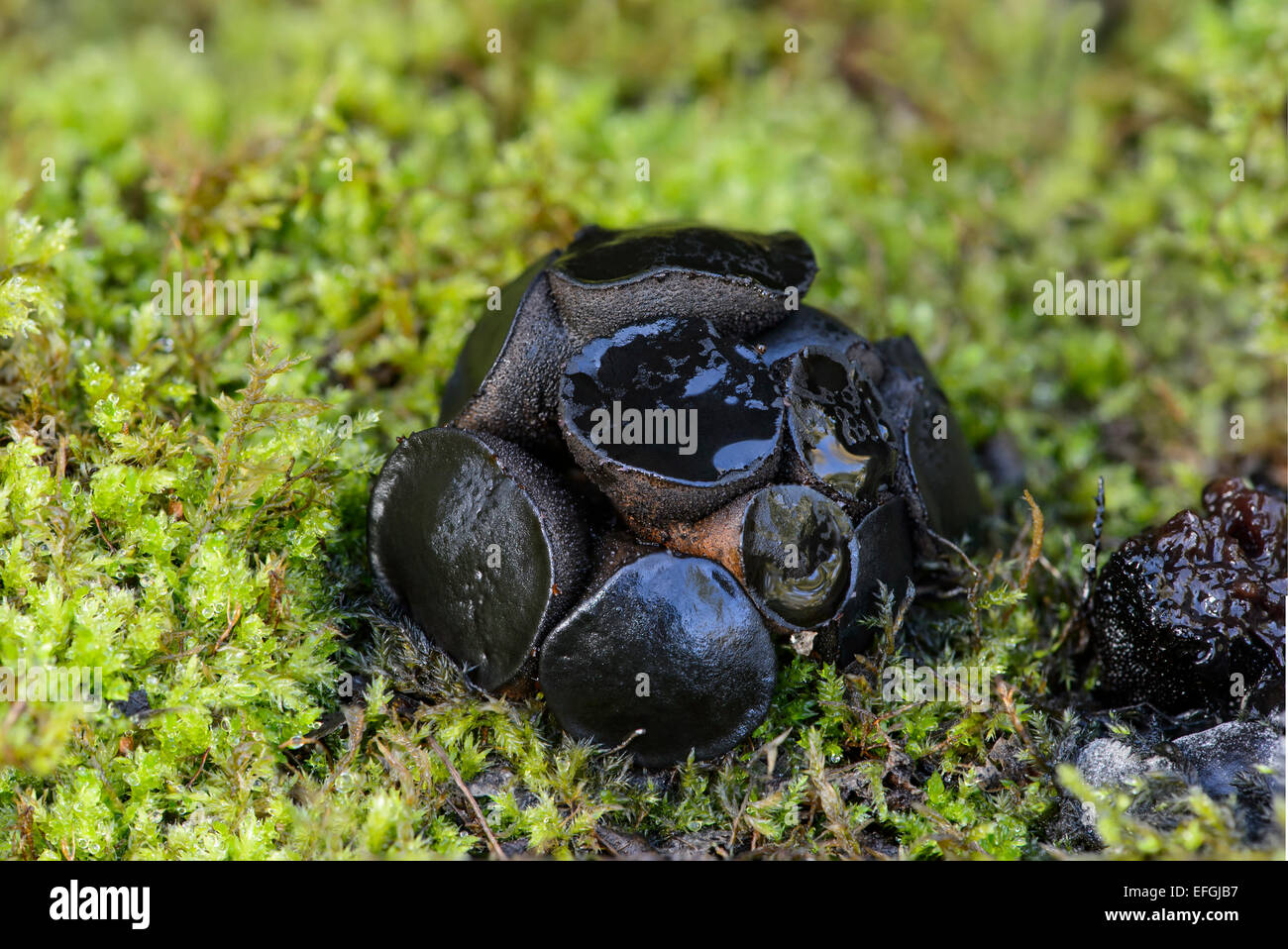 Bulgaria inquinans hi-res stock photography and images - Alamy