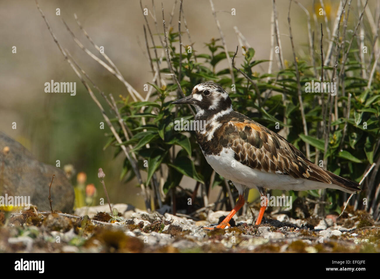 Adult Turnstone (Arenaria interpres) standing Stock Photo - Alamy