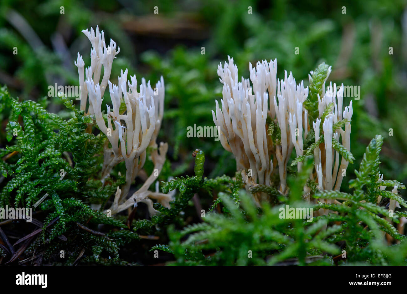 White Coral Fungus or Crested Coral Fungus (Clavulina coralloides ...