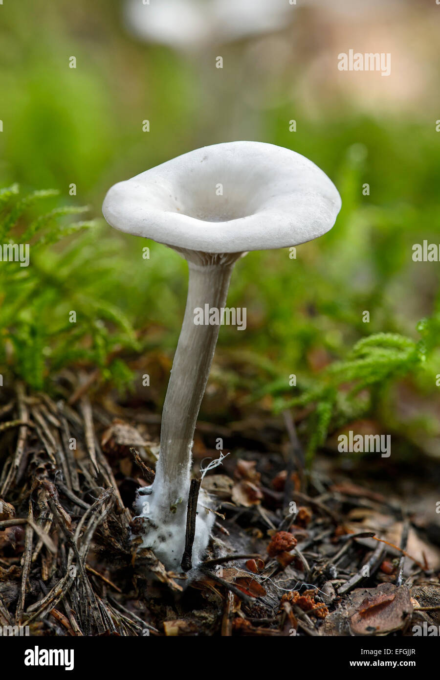 Frosty Funnel (Clitocybe phyllophila), saprobiontic fungus, deadly ...