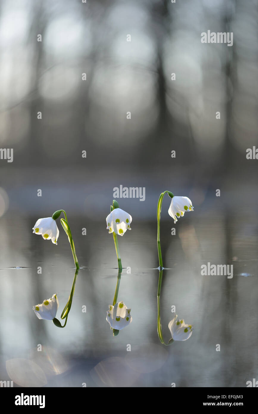 Spring Snowflake (Leucojum vernum), flowers on flooded floodplains ...