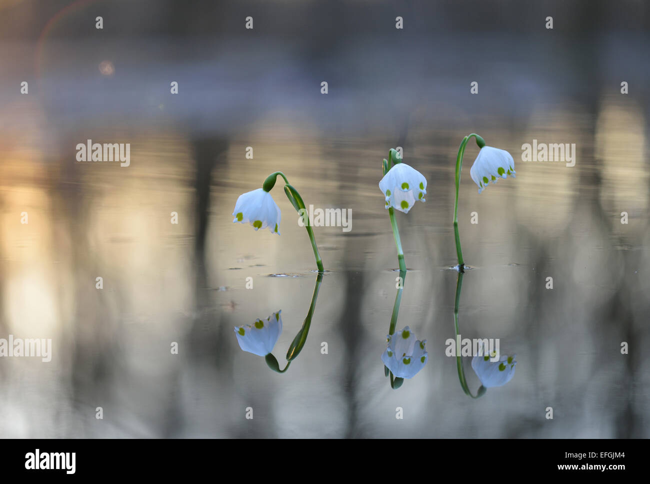 Spring Snowflake (Leucojum vernum), flowers on flooded floodplains ...