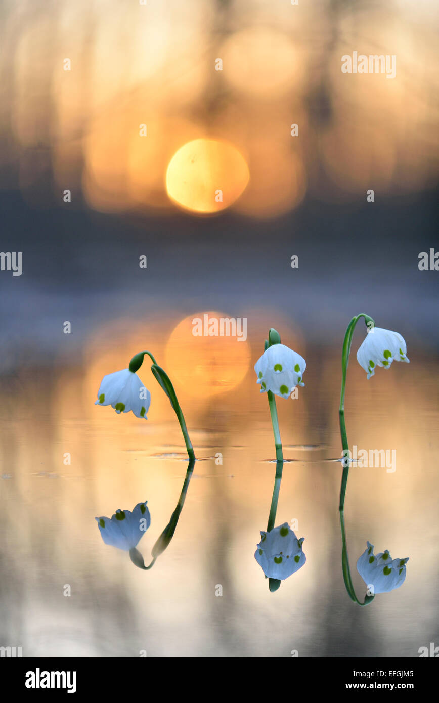 Spring Snowflake (Leucojum vernum), flowers on flooded floodplains at ...