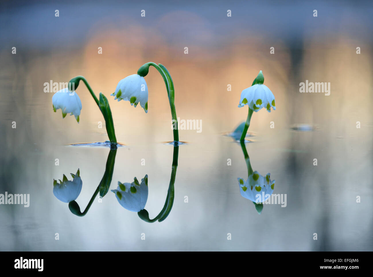 Flooded floodplains hi-res stock photography and images - Alamy
