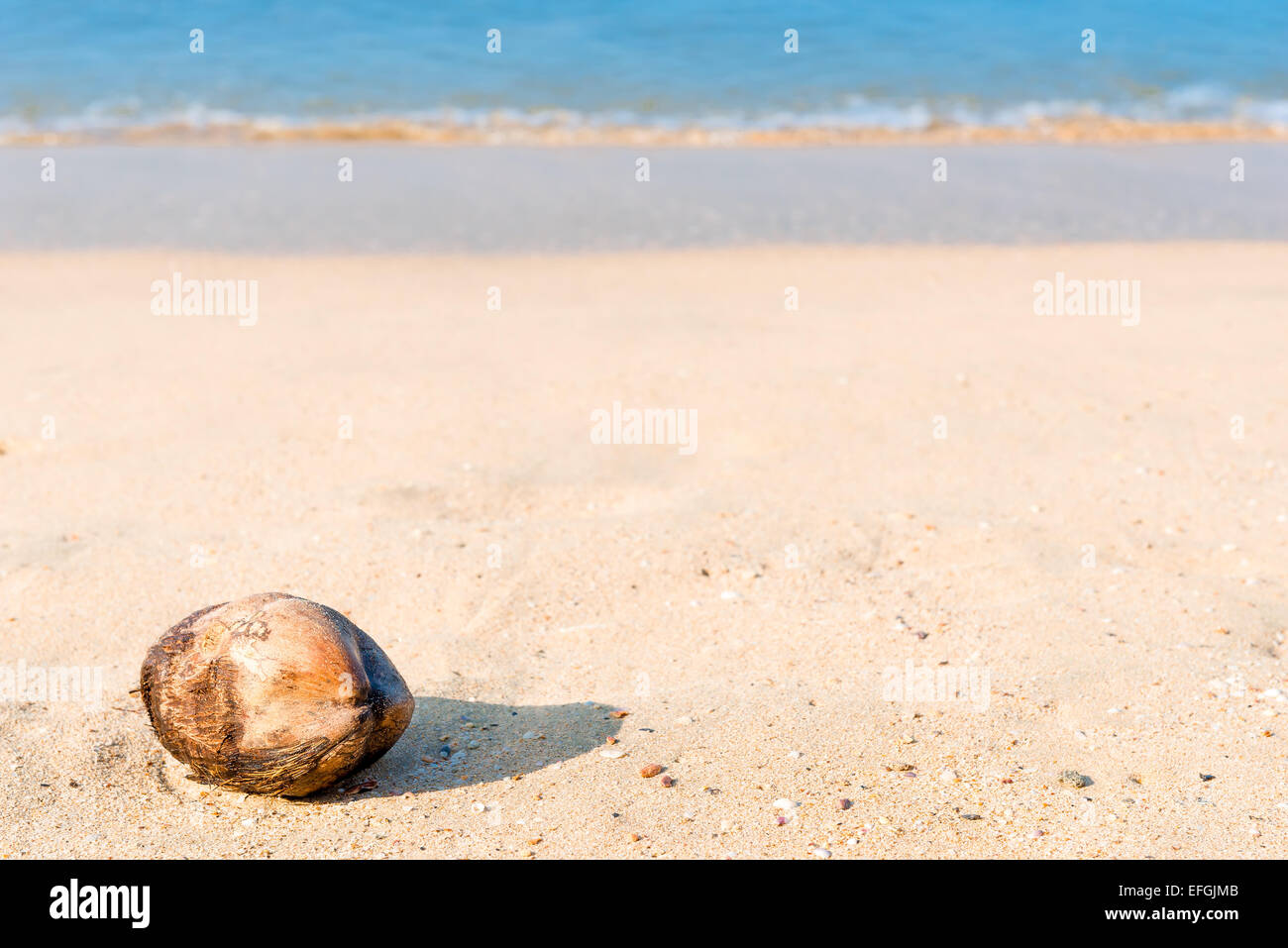 fallen coconut lies on a sandy beach Stock Photo - Alamy