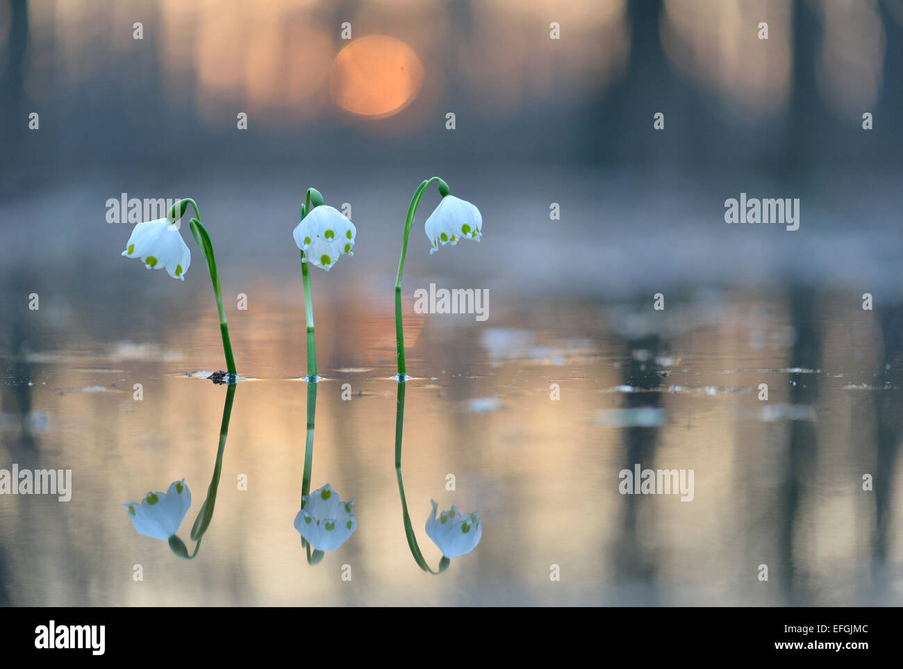 Spring Snowflake (Leucojum vernum), flowers on flooded floodplains at ...
