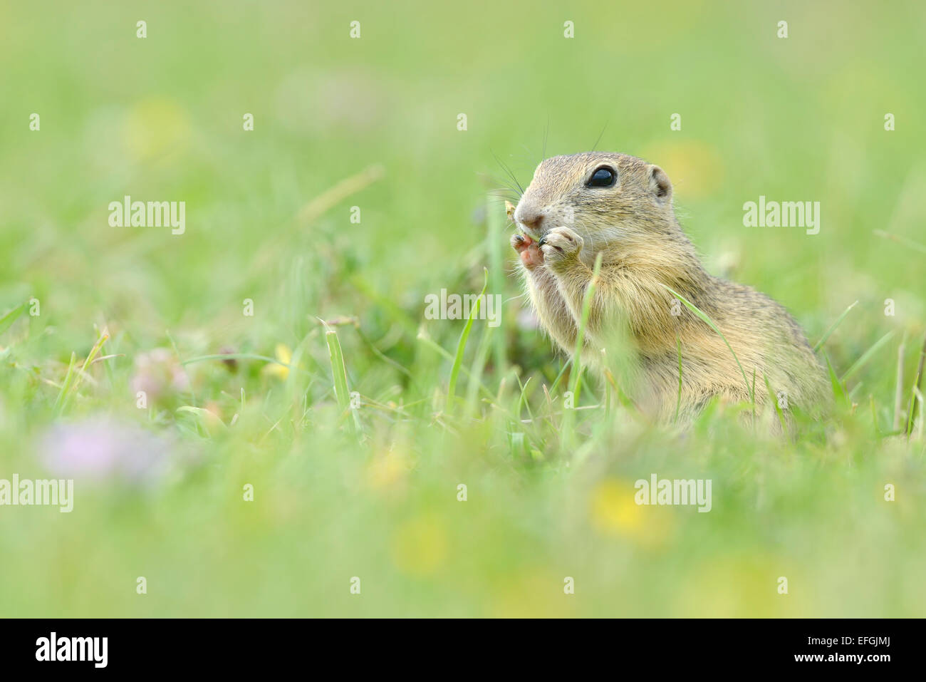 European Suslik or European Ground Squirrel (Spermophilus citellus ...