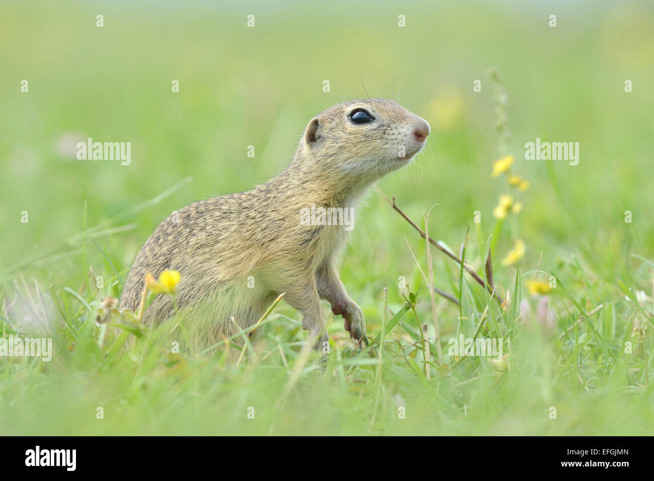 European Suslik or European Ground Squirrel (Spermophilus citellus) on ...