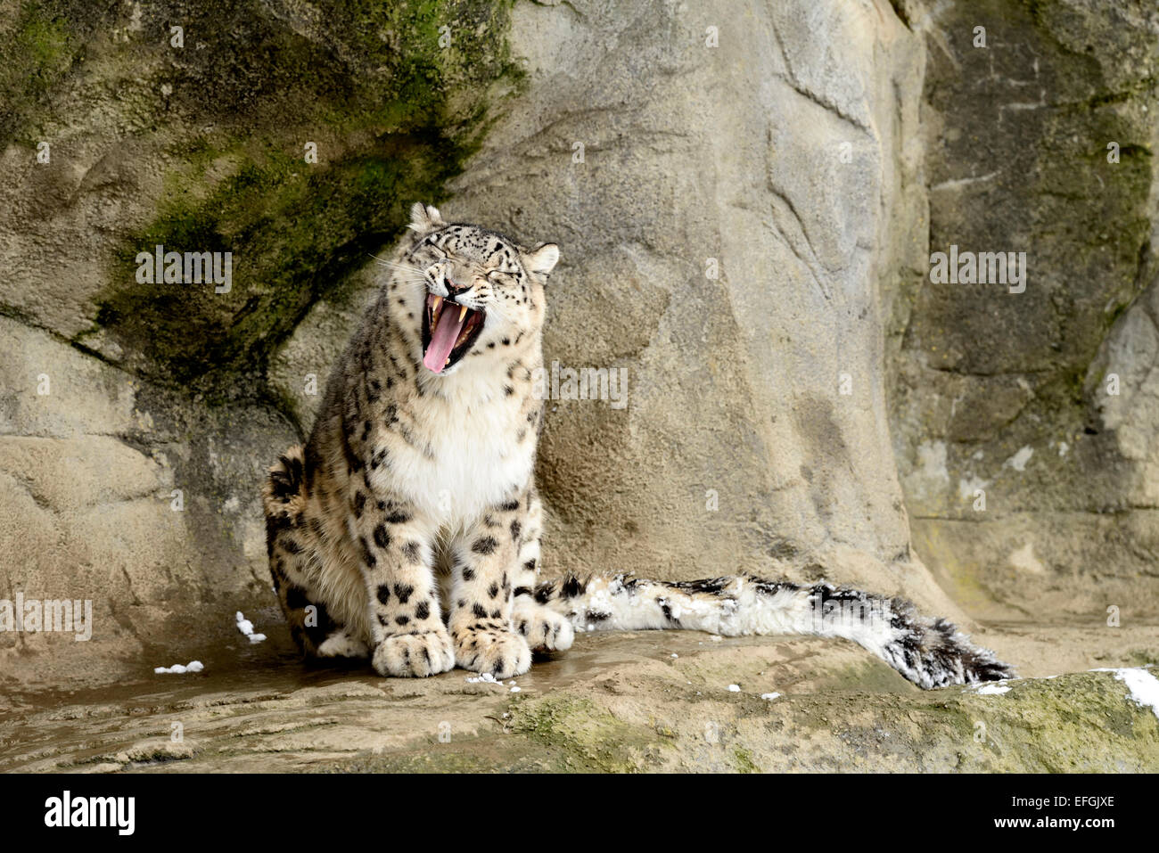 Snow Leopard (Panthera uncia) yawning, captive, Switzerland Stock Photo ...