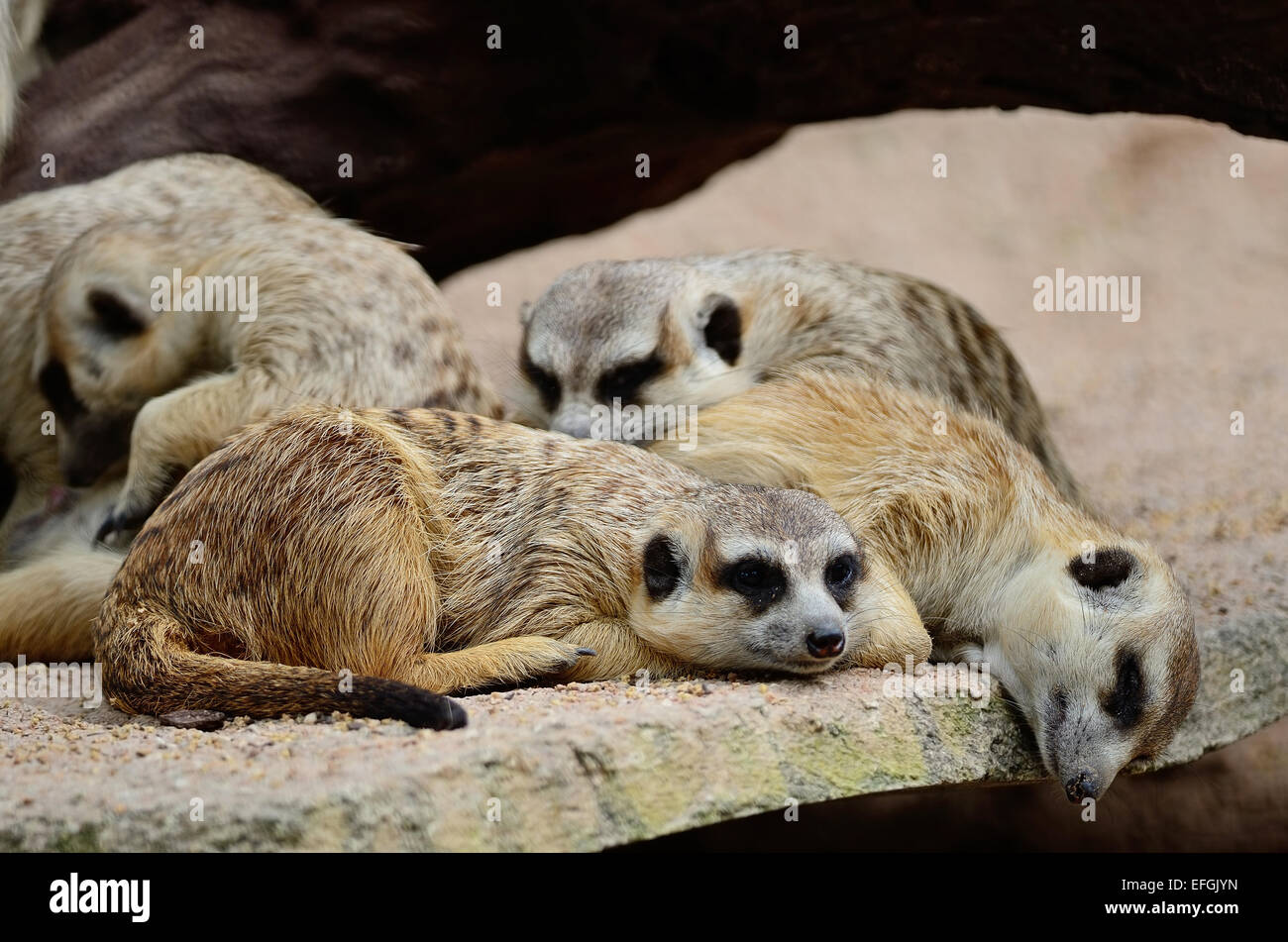 Suricate meerkat family hi-res stock photography and images - Alamy