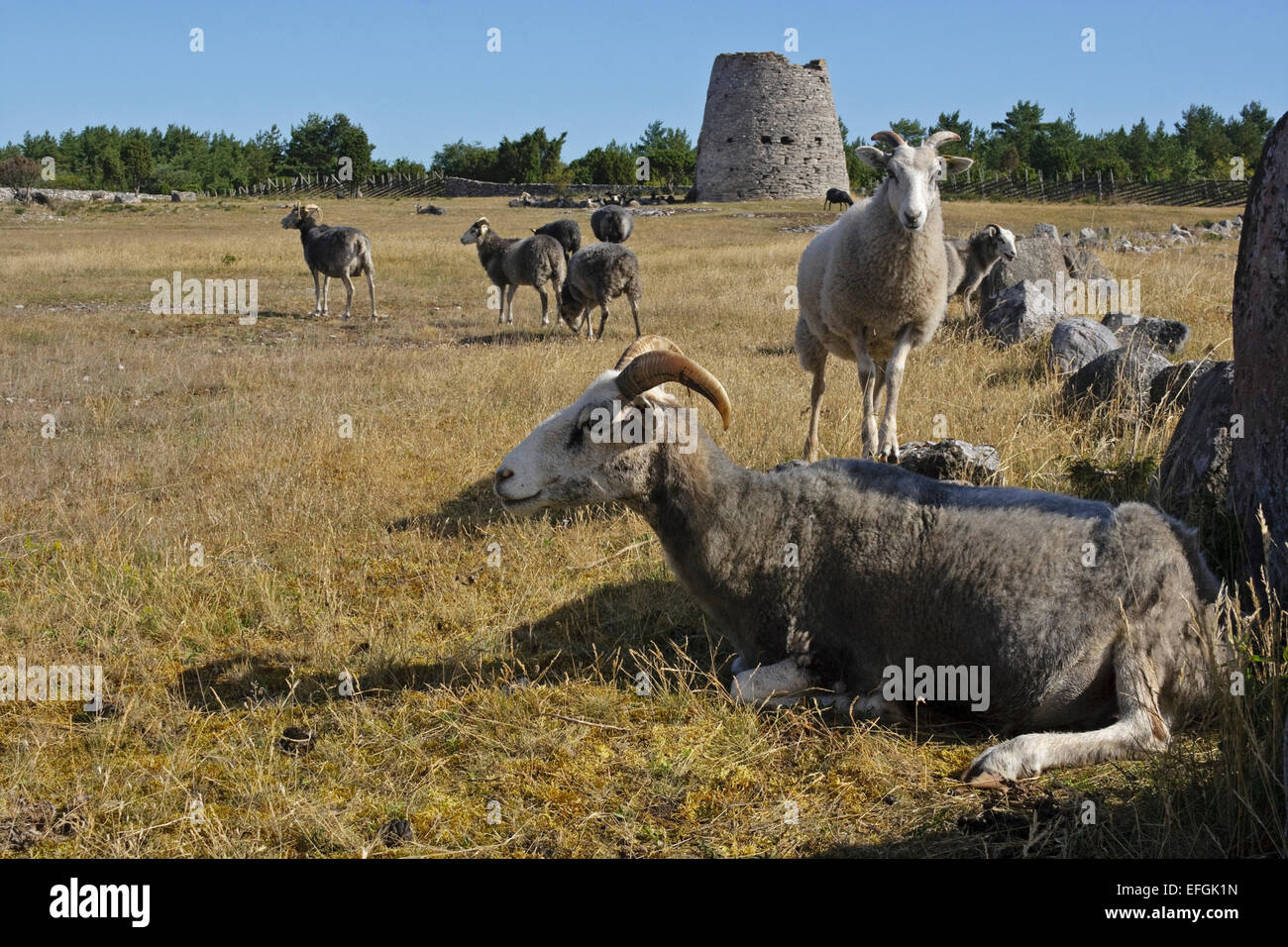 Sheeps of faro hi-res stock photography and images - Alamy