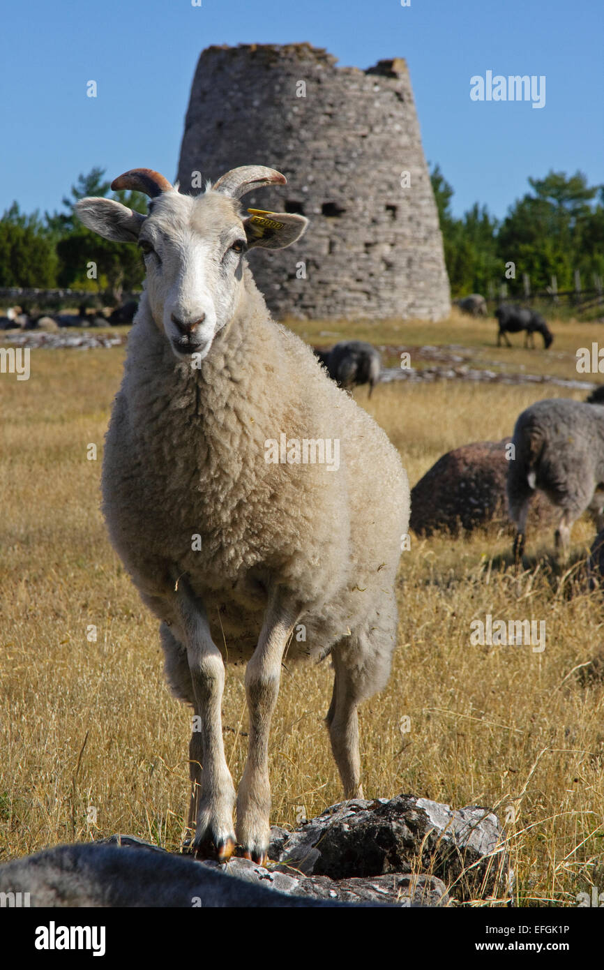 Gute sheep, Fårö, Gotland Stock Photo - Alamy