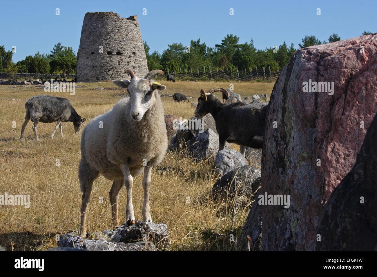 Sheeps of faro hi-res stock photography and images - Alamy