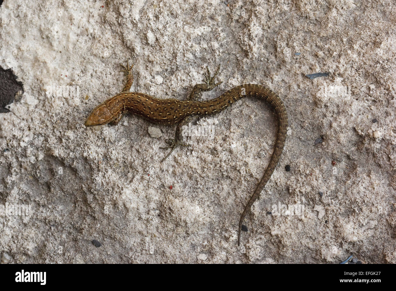 Common Lizard (Lacerta vivipara), (Lacertidae Stock Photo - Alamy