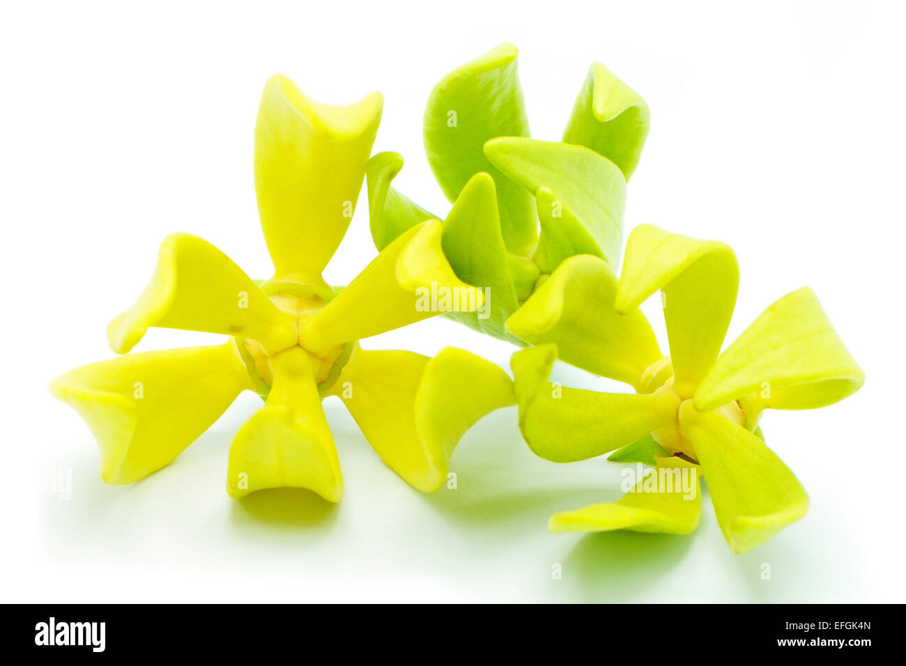 Ylang Ylang flower (Cananga odroata), isolated on a white background ...