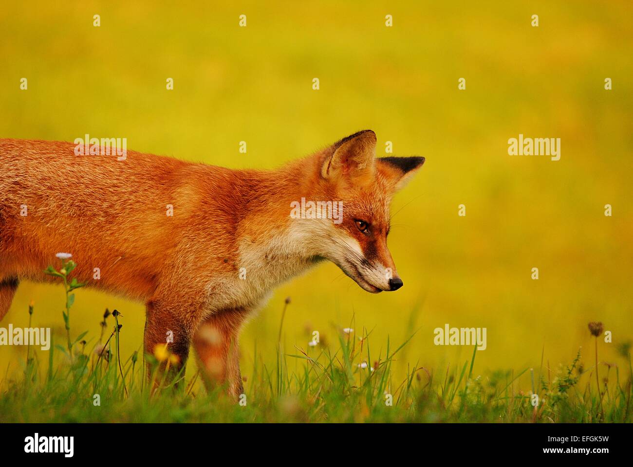 Fox look hi-res stock photography and images - Alamy
