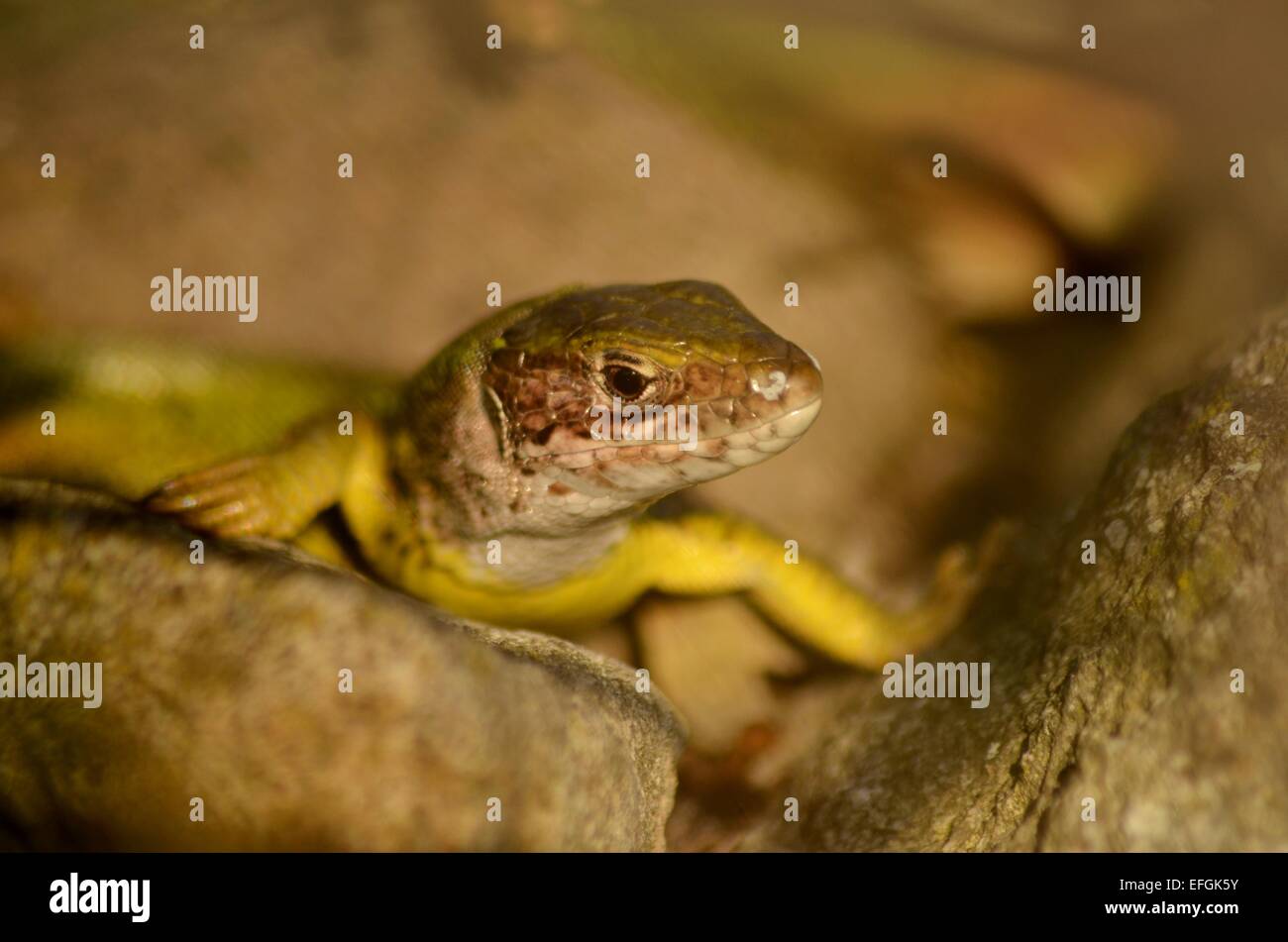 Green lizzard sun-bathe on stone Stock Photo - Alamy
