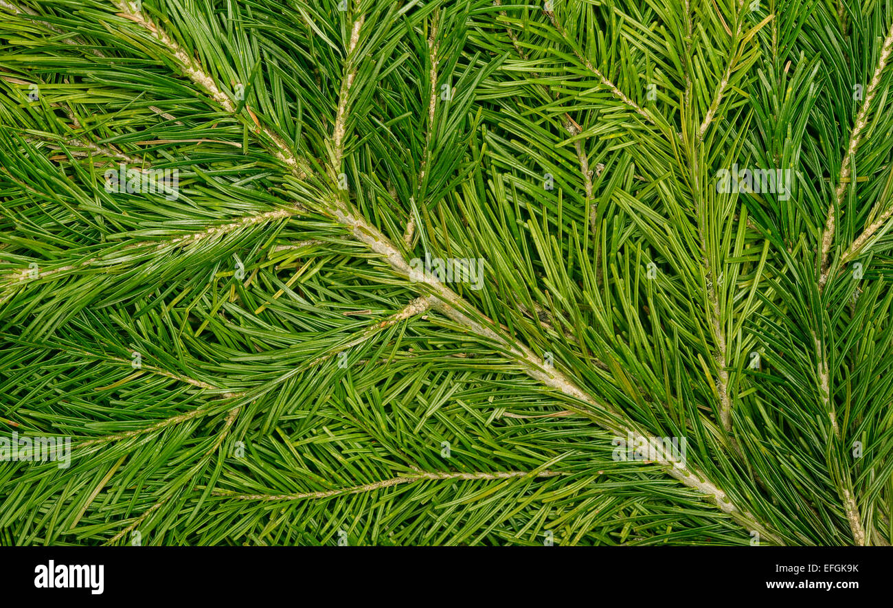 Close up fir tree branches hi-res stock photography and images - Alamy