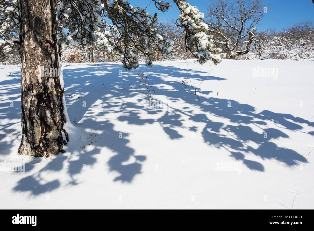 Evergreen tree and shadow in white snow. Winter nature Stock Photo - Alamy