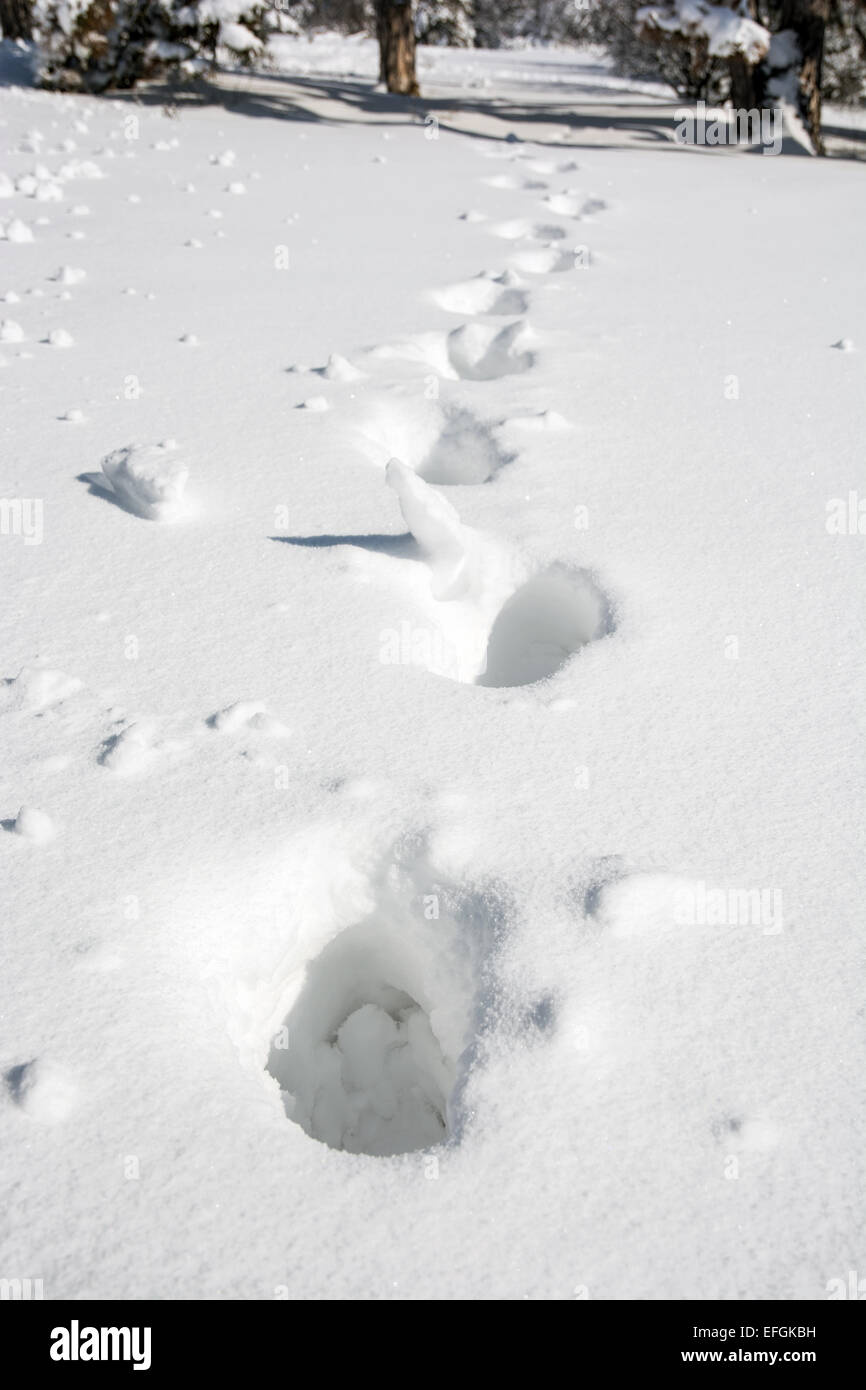 Footprints in the snow. Winter nature Stock Photo - Alamy
