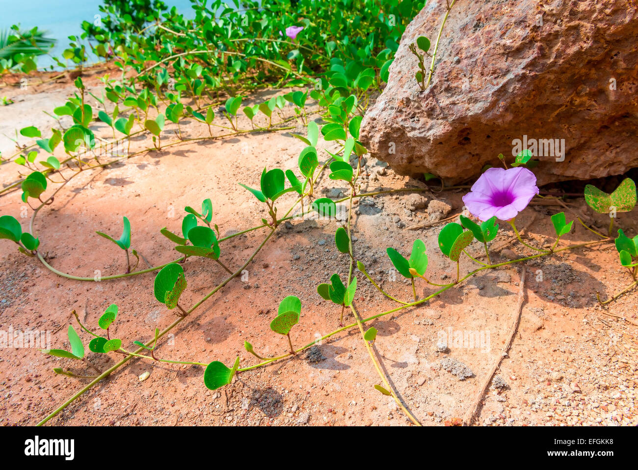 beach tropical flower growing in the sand Stock Photo - Alamy