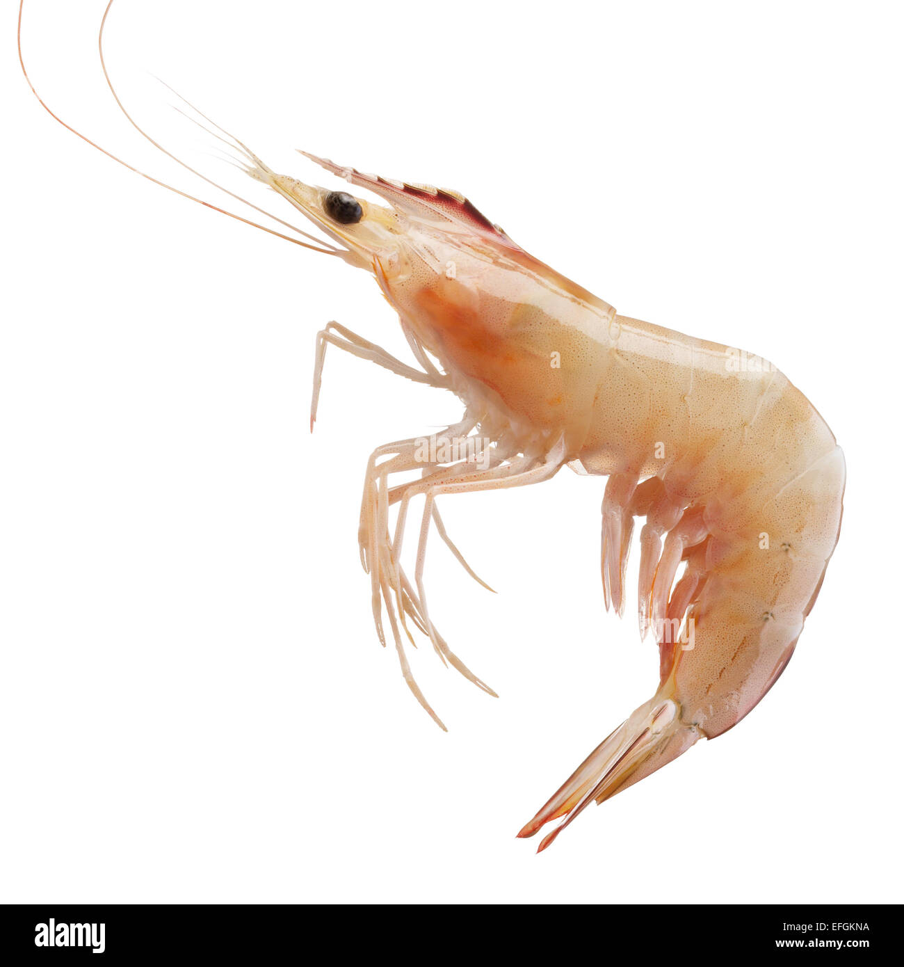 side view of shrimp isolated on white background Stock Photo - Alamy